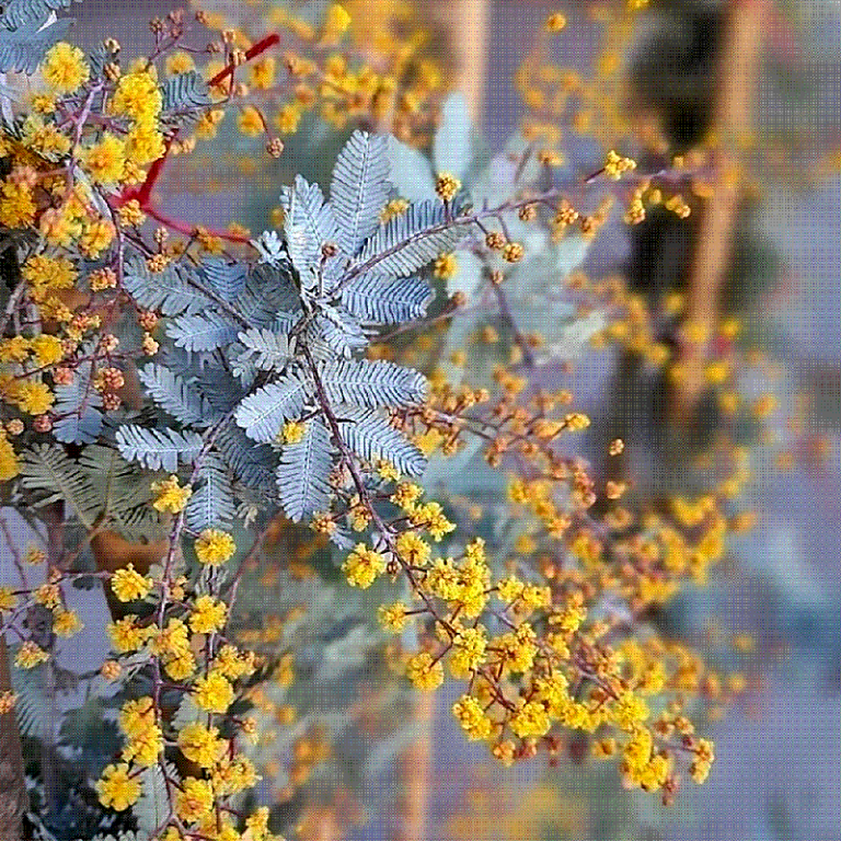 La Acacia baileyana rubra: un espectáculo de color y resistencia